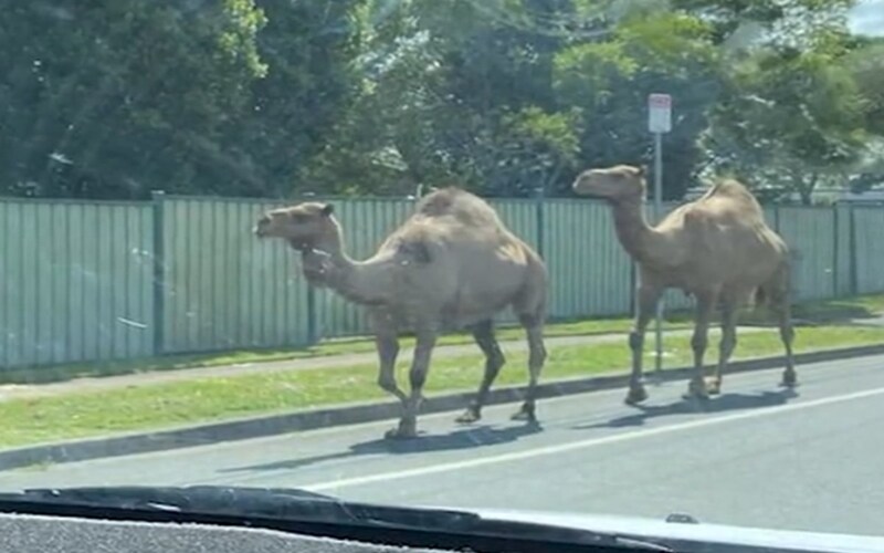 Camelos causam pânico no trânsito após fugirem de presépio vivo ...
